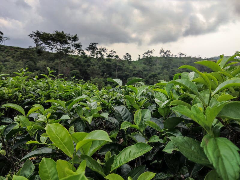 Puncak tea tree stock image. Image of fresh, tree, bogor - 261782069
