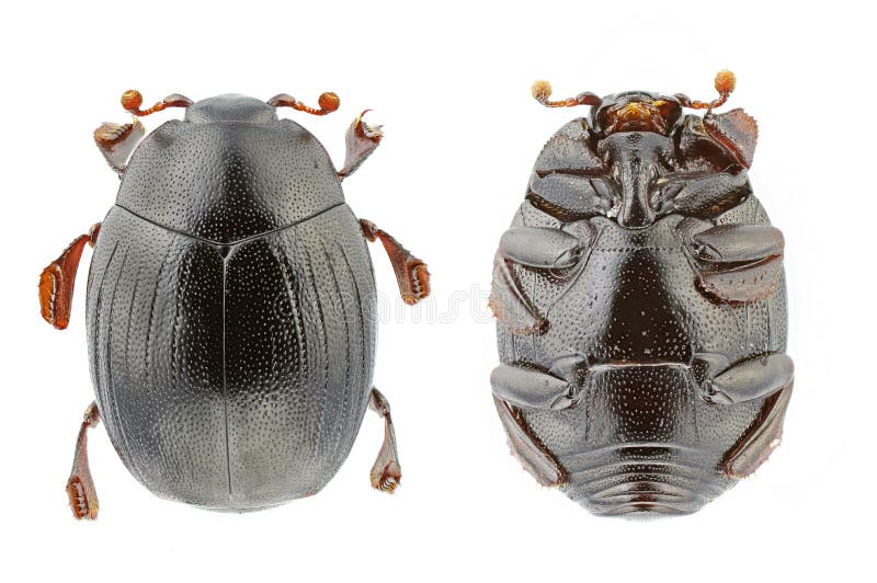 Escarabajo De Pinacate Del Género Eleodes Foto de archivo - Imagen de ...