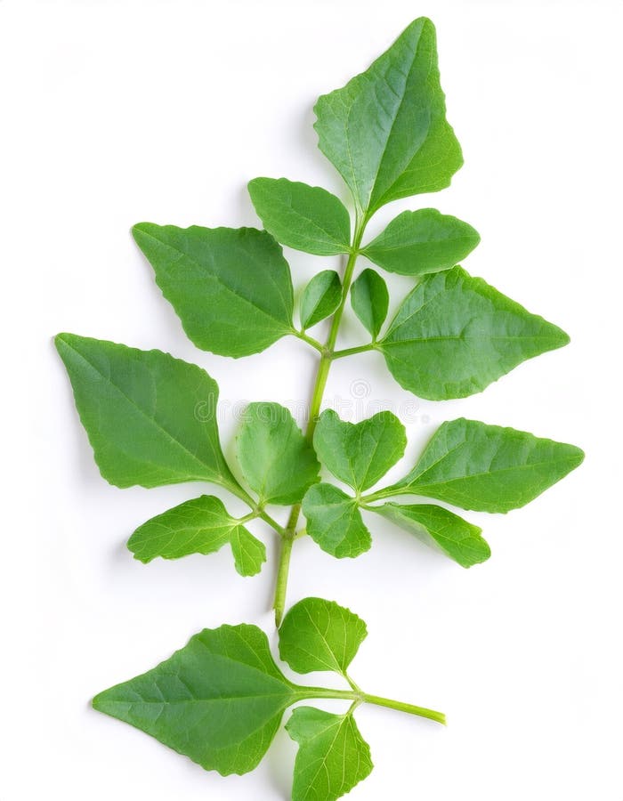 408 Tribulus Terrestris Plant Stock Photos - Free & Royalty-Free Stock ...