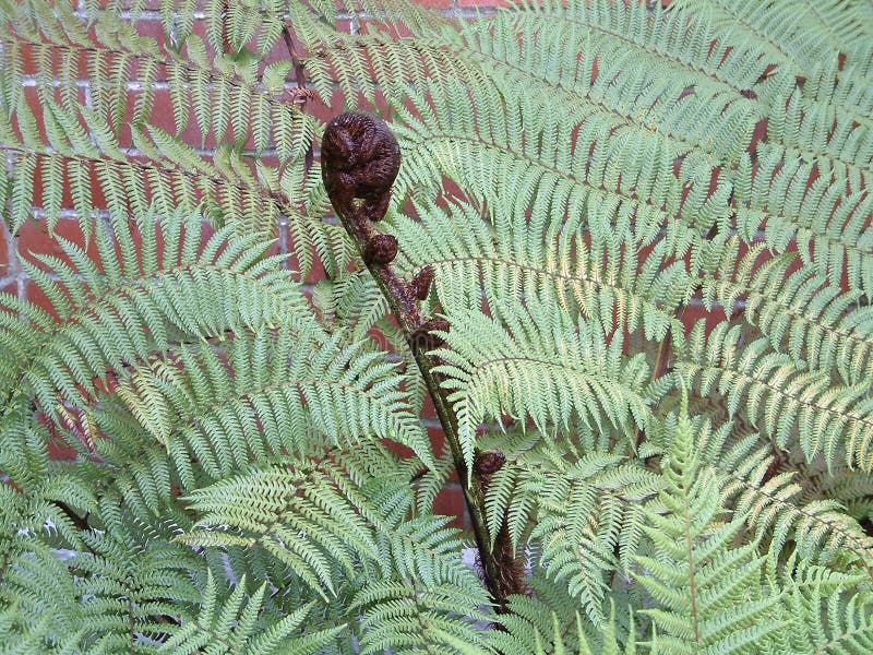 Punga Fern stock photo. Image of punga, plant, native, tree - 759494