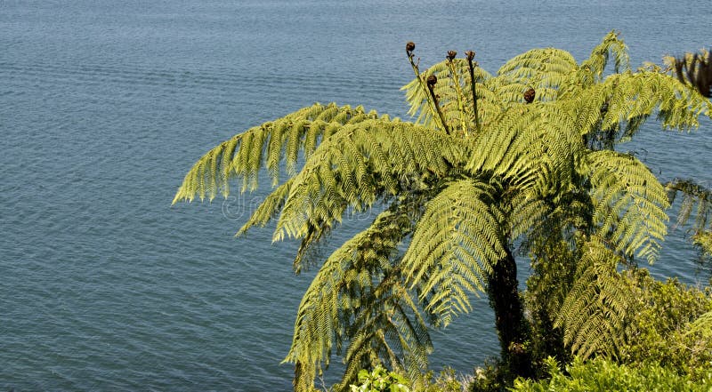 Punga fern by the lake stock photo. Image of growth, ponga - 7614882