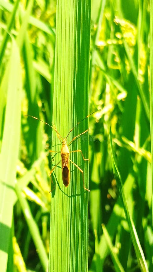 Pungent-smelling insects stock photo. Image of pungent - 327299422