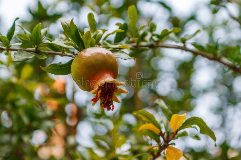Fruit De Grenade Sur L'arbre Image stock - Image du grenade, arbre ...
