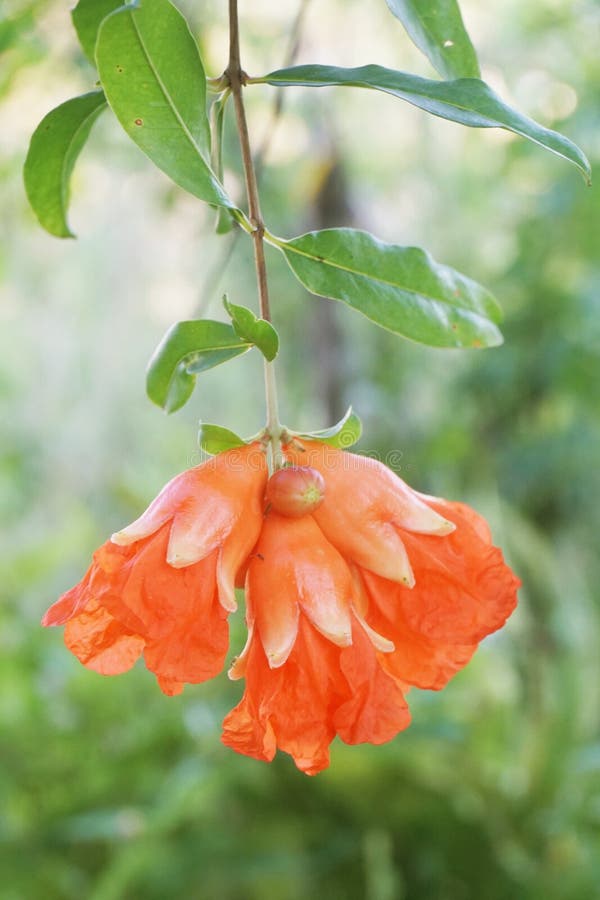 Punica Granatum Flower in Nature Garden Stock Photo - Image of color ...