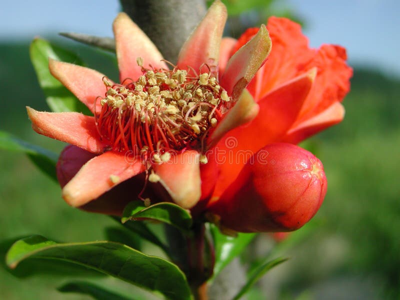 Pomegranate - Punica Granatum, Called Anar or Dalim or Bedana Fruit ...