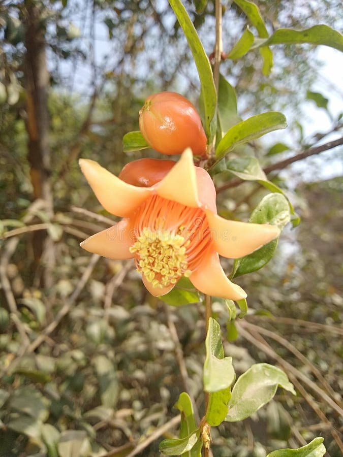 Punica protopunica stock photo. Image of food, autumn - 259952276
