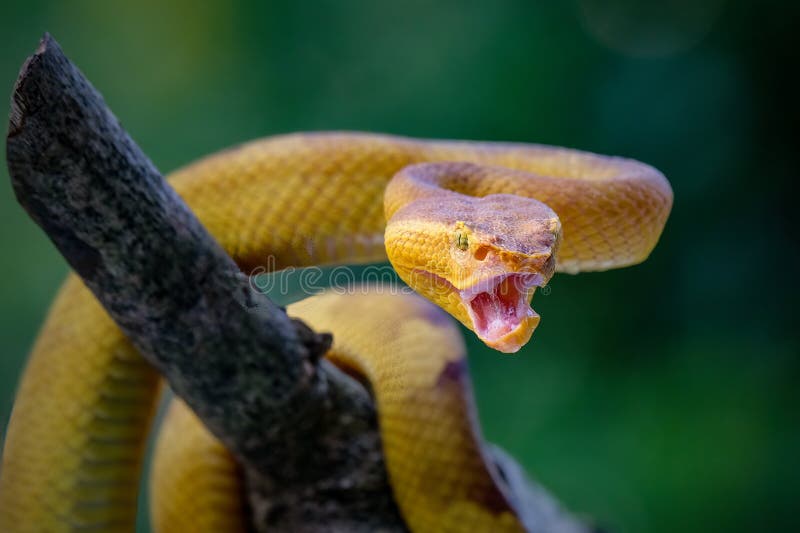 Trimeresurus Punicius Stock Photos - Free & Royalty-Free Stock Photos ...