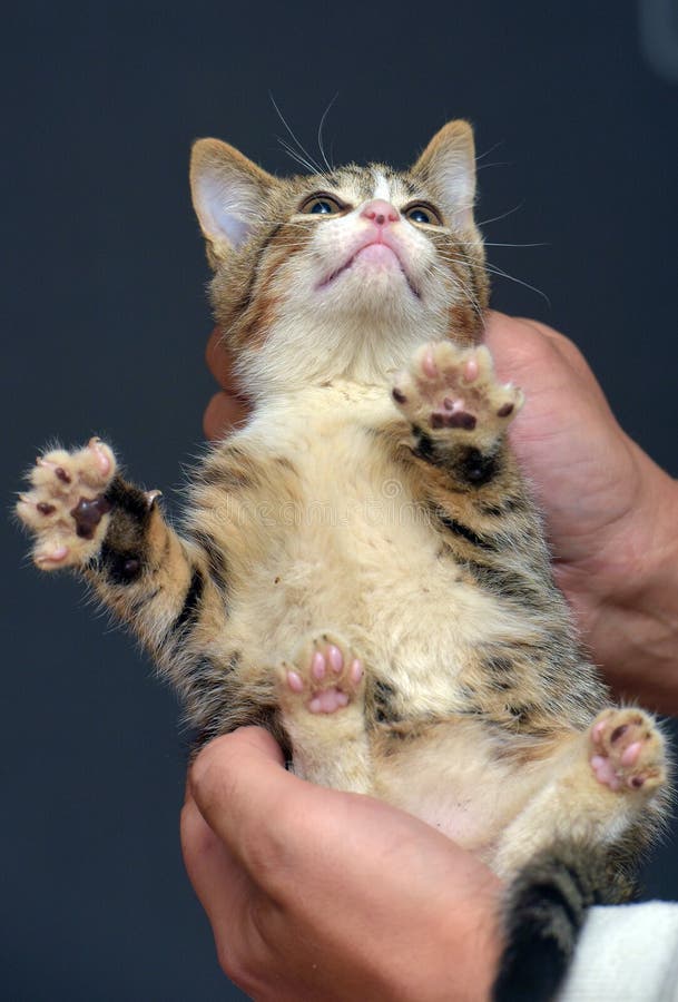 Grey Cat Held Scruff Neck Stock Photos - Free & Royalty-Free Stock ...