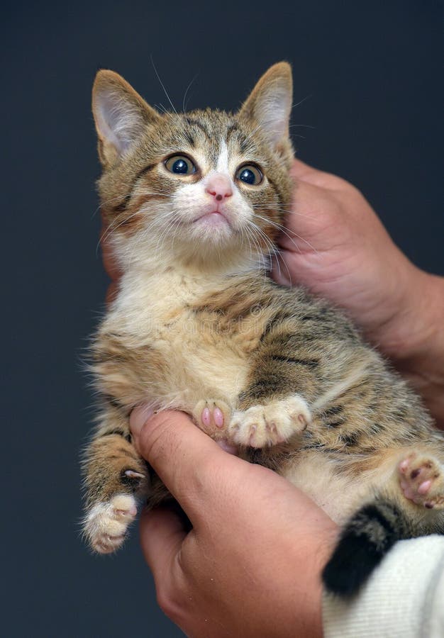Grey Cat Held Scruff Neck Stock Photos - Free & Royalty-Free Stock ...