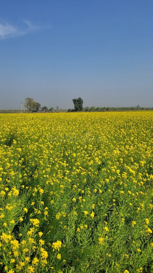 Punjab mustard farm stock photo. Image of mustard, farming - 274755128