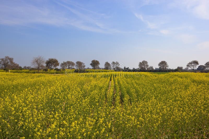 Punjabi mustard crop stock image. Image of trees, blue - 51755179