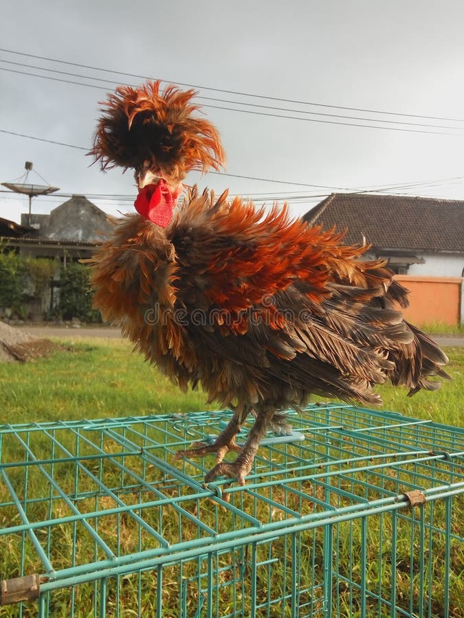 Punk Chicken Stock Photos - Free & Royalty-Free Stock Photos from ...