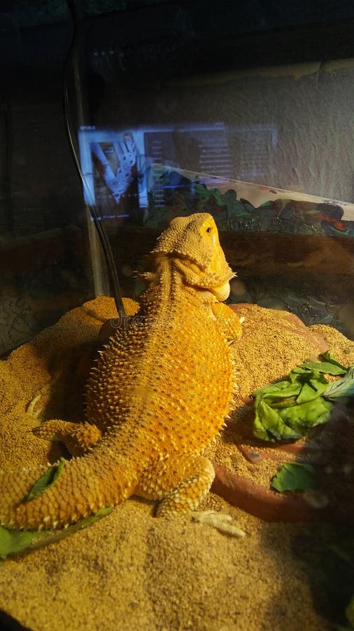 Punkin the bearded dragon stock photo. Image of basking - 82605154
