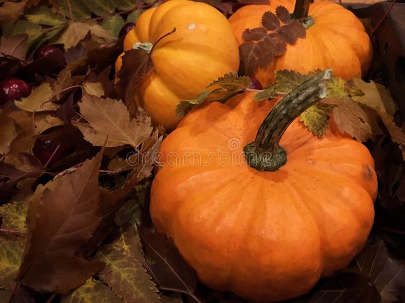Punkin patch stock image. Image of piece, fall, giving - 78523163