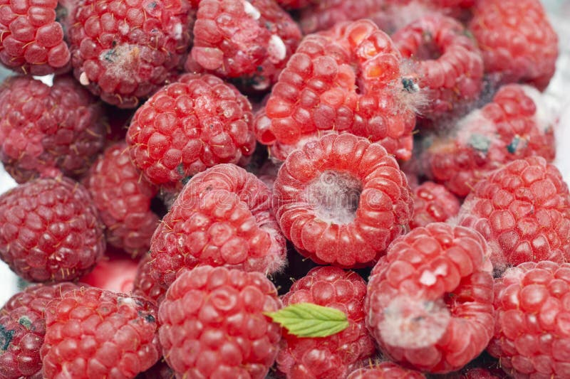 Moldy Punnet of Strawberries, Not Safe To Eat Stock Image - Image of ...
