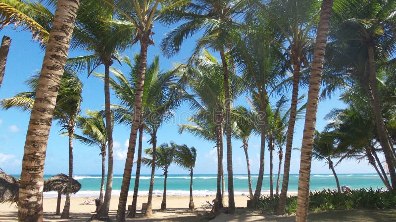 Punta cana stock photo. Image of punta, paradise, place - 51822100