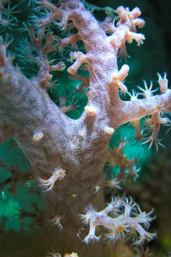 Polyps di corallo fotografia stock. Immagine di modelli - 4836596