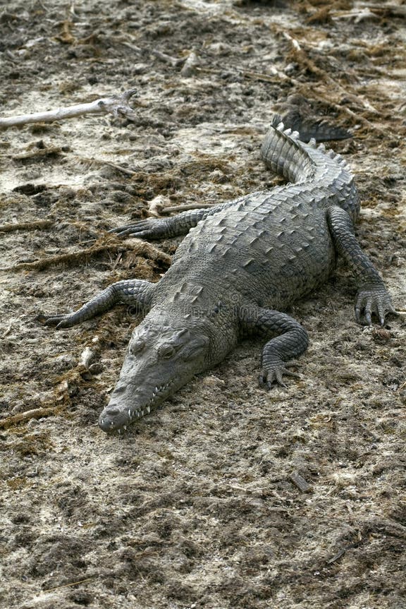 Punta Sur Crocodile Basking in Sun Stock Image - Image of reptile ...