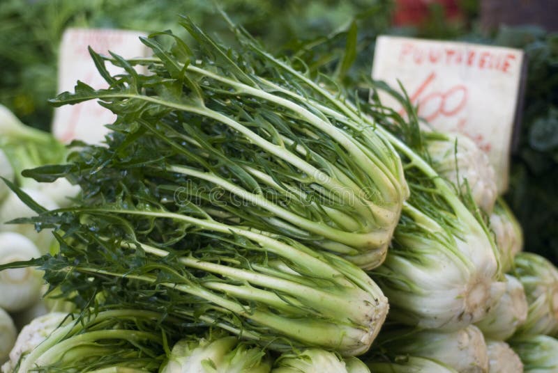 Puntarelle or Chicory at the Market Stock Photo - Image of shoots ...