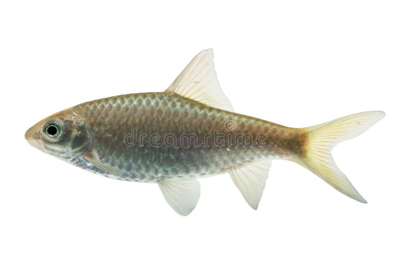 Puntius BrevisSwamp Barb,Fresh Raw Fish Isolated on White Back Stock ...