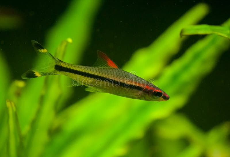 Puntius denisonii stock photo. Image of life, bottom - 35289118