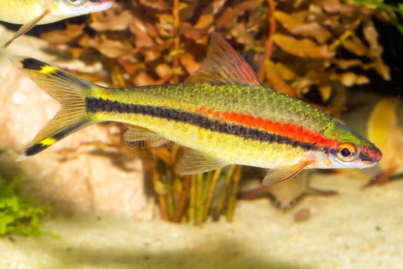 Puntius stock image. Image of fish, nature, freshwater - 45580857