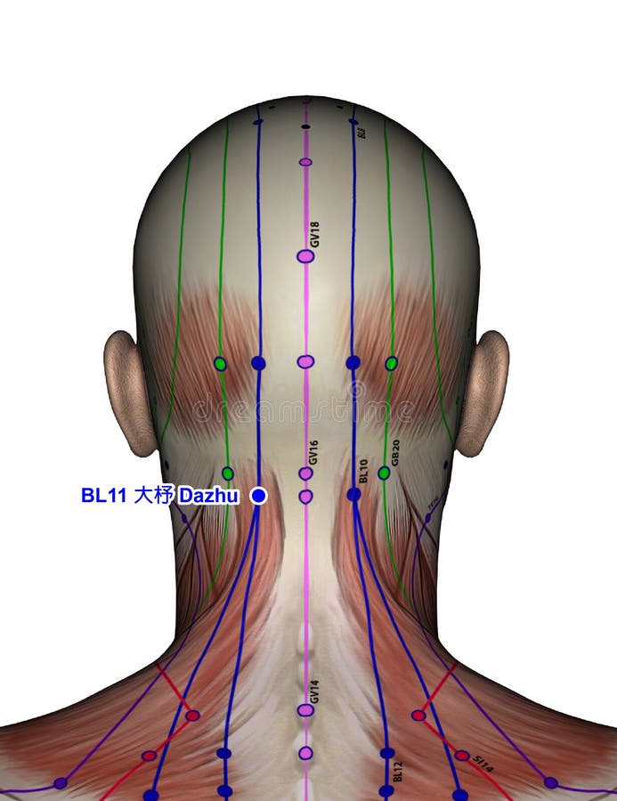Punto CV6 Qihai, De La Acupuntura Ejemplo 3D Stock de ilustración ...