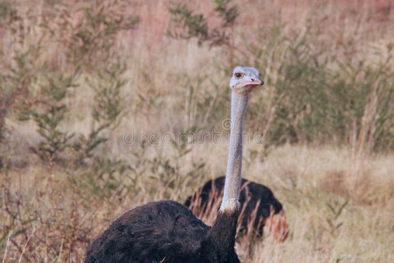 PUNTO DI VISTA DELLO STRUZZO CON IL COLLO LUNGO Immagine Stock ...