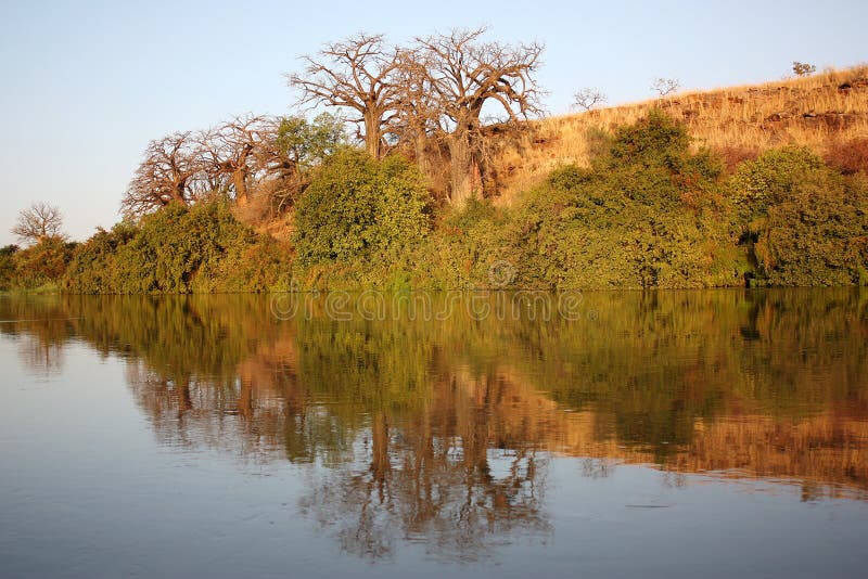 Albero del fiume di Niger fotografia stock. Immagine di niger - 1583312