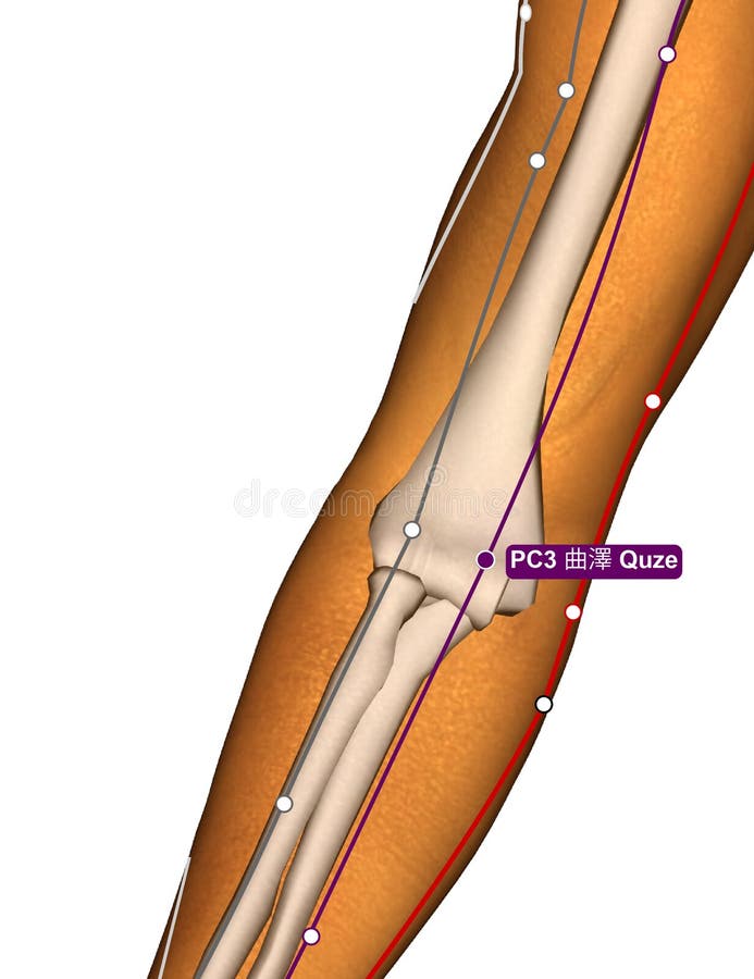 Punto PC3 Quze, De La Acupuntura Ejemplo 3D Stock de ilustración ...