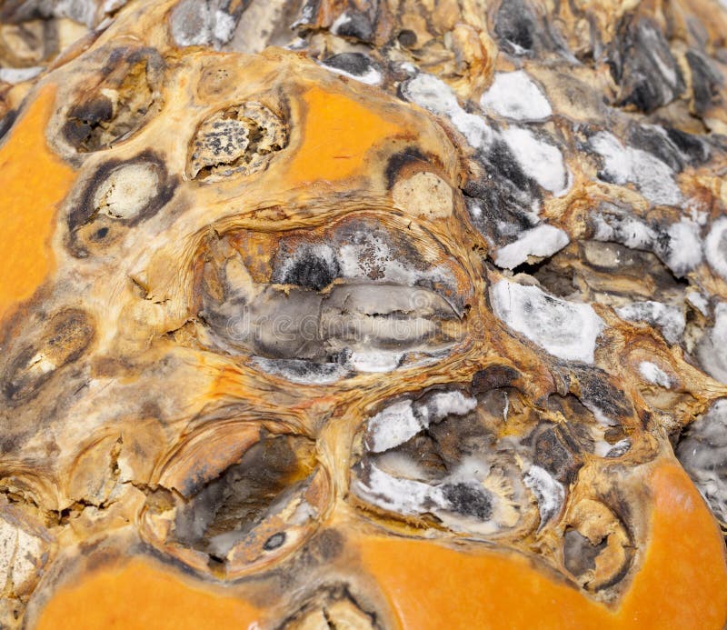 Punto putrefacto negro imagen de archivo. Imagen de sustancia - 101602259