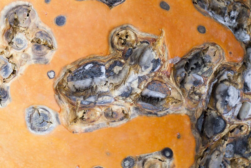 Punto putrefacto negro imagen de archivo. Imagen de sustancia - 101602259