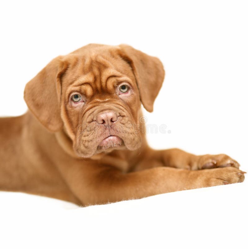 Nice Puppy stock photo. Image of cute, evening, isolated - 13370754