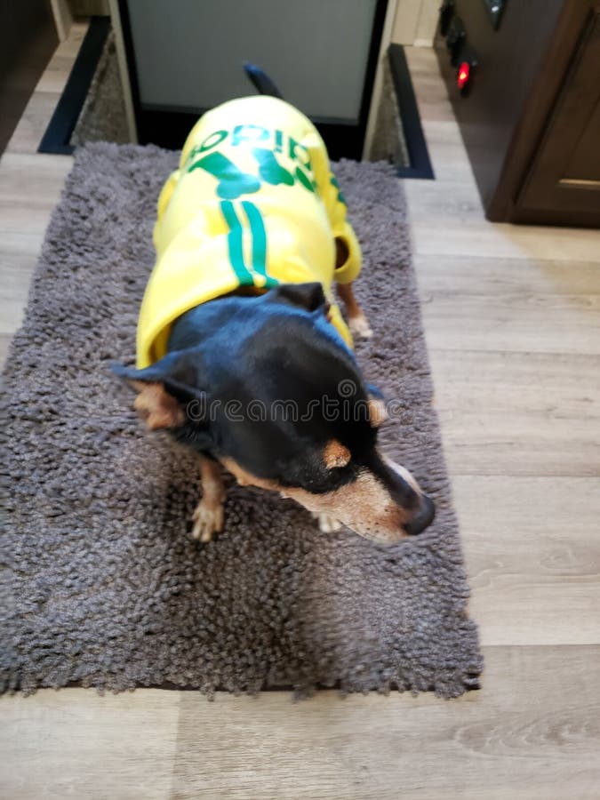 Pup in a jogging suit editorial stock photo. Image of person - 149670193