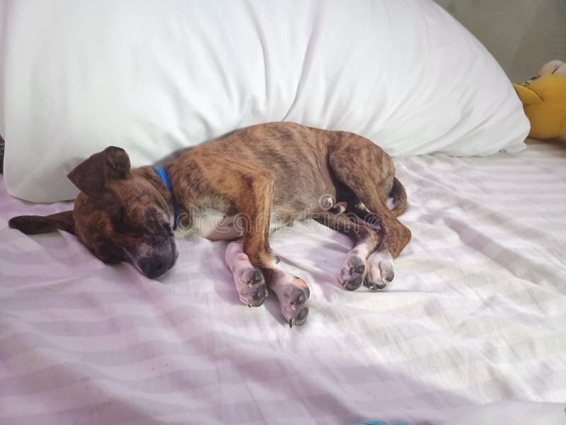 Pup nap sleepy pup stock image. Image of sports, hound - 236219599