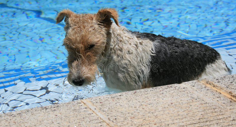 Pup in pool stock image. Image of blue, worried, expression - 7158457