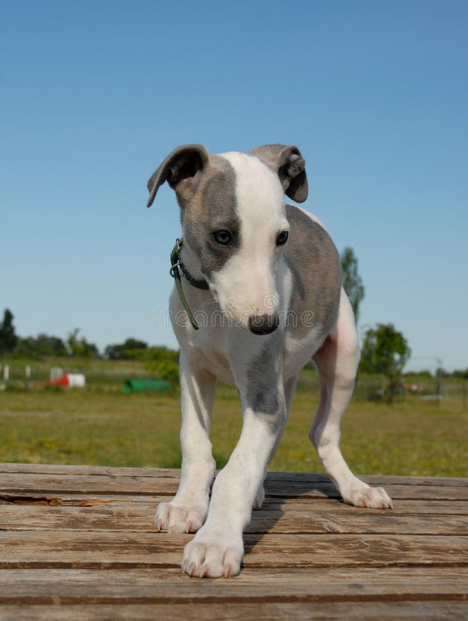Pup whippet stock photo. Image of lifestyle, happy, driss - 2553284