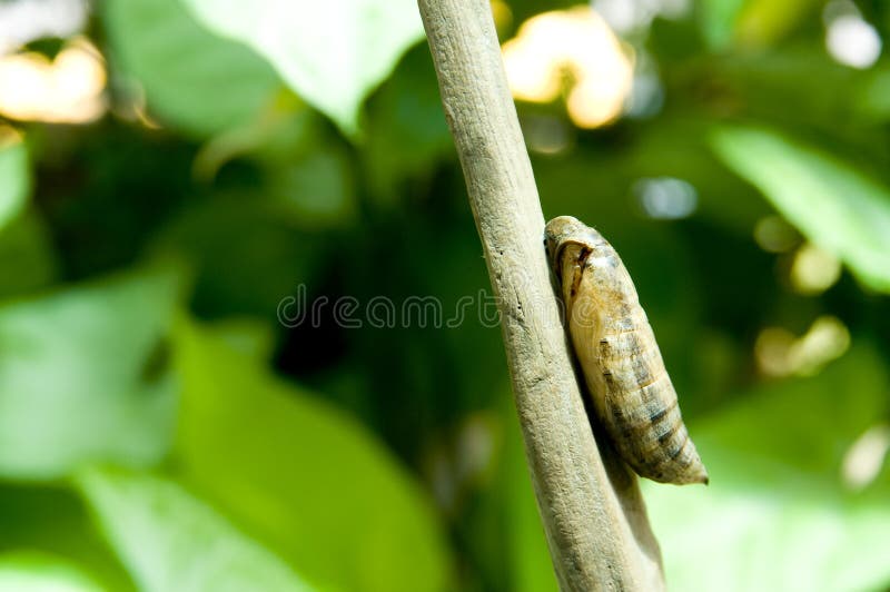 Pupa stock image. Image of insect, change, life, material - 15793215
