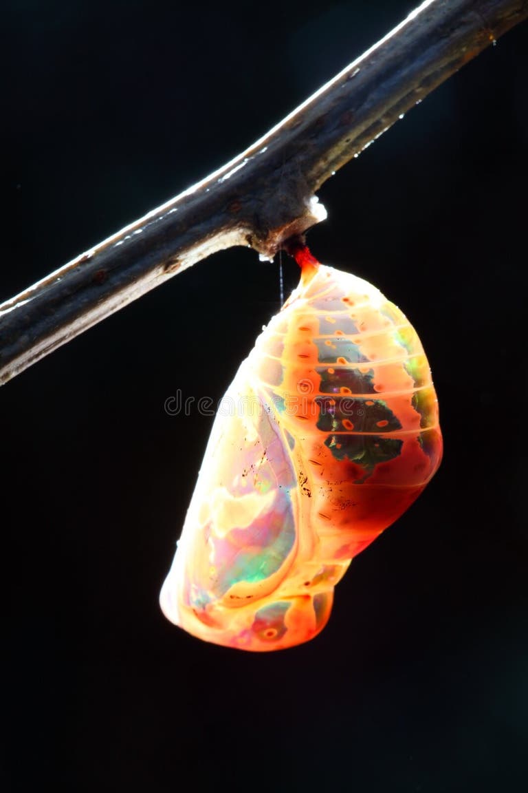 10,933 Insect Pupa Stock Photos - Free & Royalty-Free Stock Photos from ...