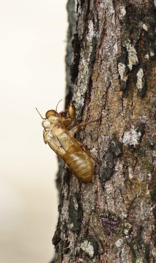 Pupa stock image. Image of insect, pupa, change, bright - 26144149