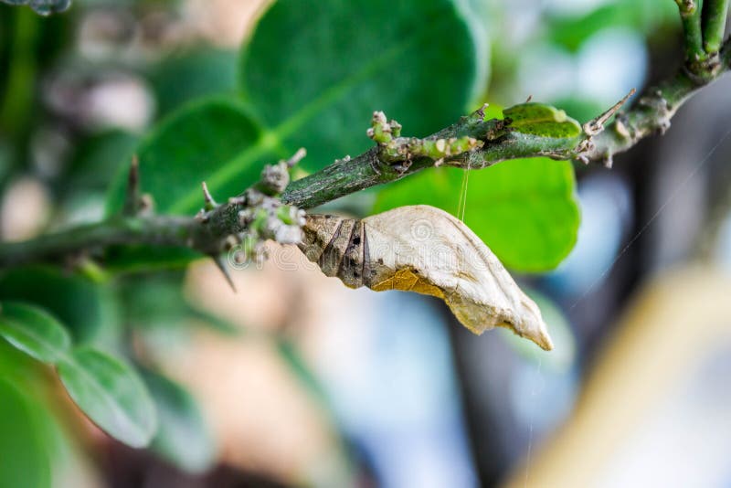 Pupa stock image. Image of green, cute, garden, growth - 56902355