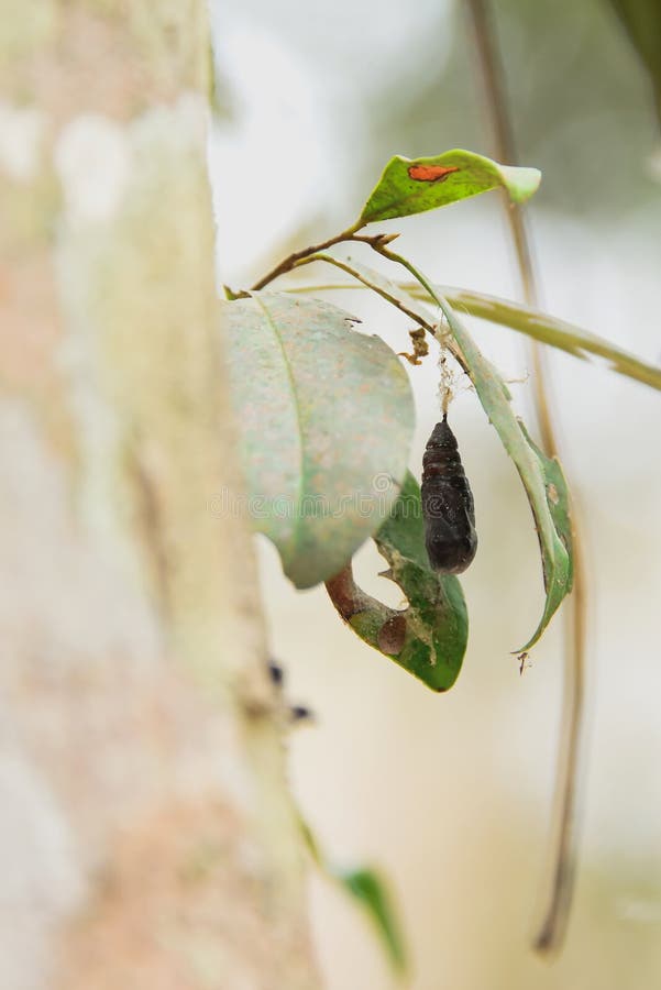 Pupa stock image. Image of biological, isolated, cycle - 91368773