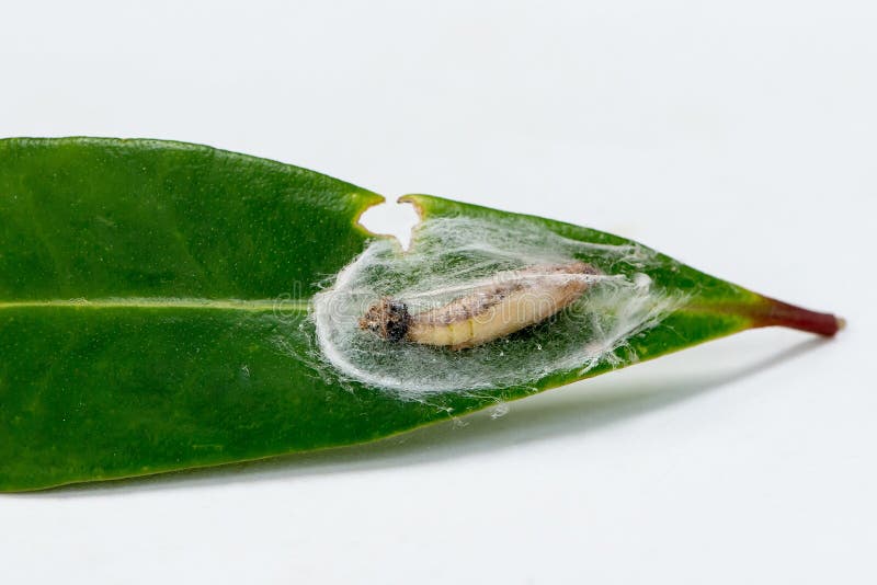 Pupa Box Tree Moth or Cydalima Perspectalis Stock Photo - Image of moth ...