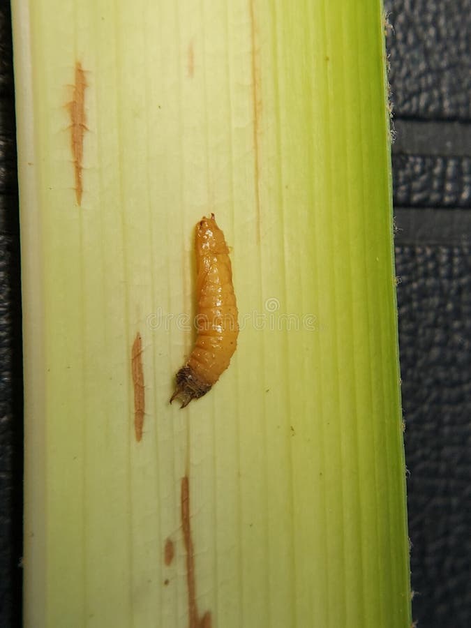 Pupa of Brontispa Longissima is a Leaf Beetle that Feeds on Young Leaves. Stock Photo - Image of ...