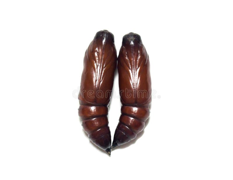 140 Insect Embryo Stock Photos - Free & Royalty-Free Stock Photos from ...