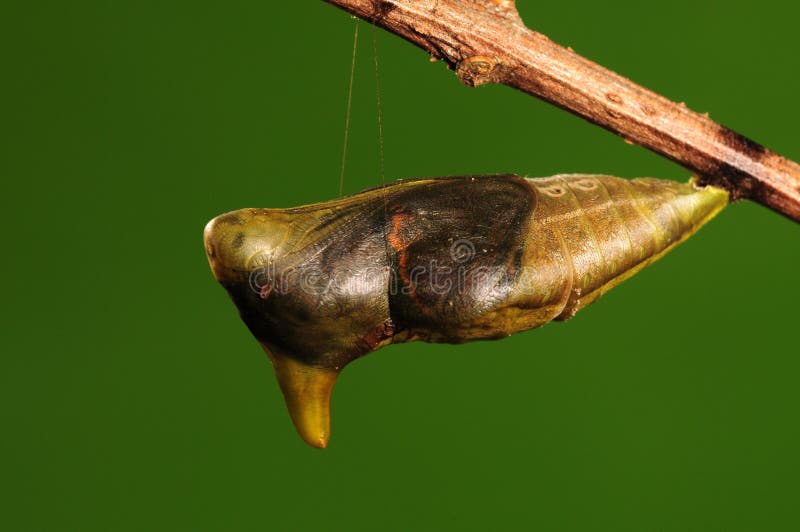 The Process of Eclosion(6/13 ) the Butterfly Try To Drill Out of Cocoon ...