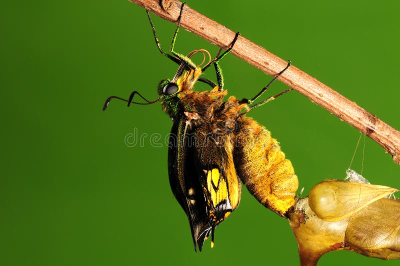 The Process of Eclosion(10/13 ) the Butterfly Try To Drill Out of ...