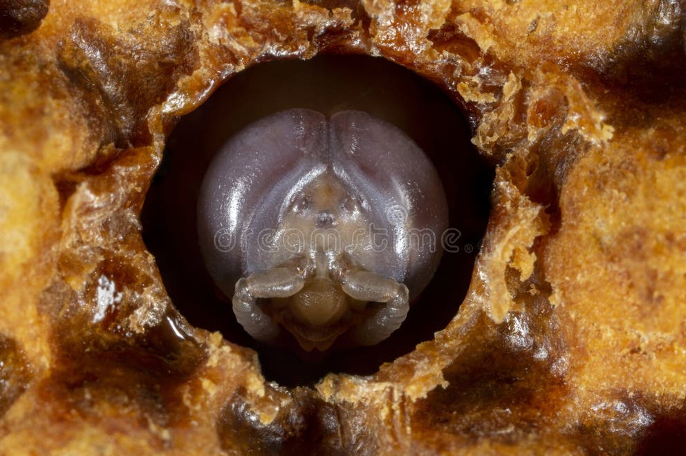 Pupa of honey bee (drone) stock image. Image of pollinator - 278346323