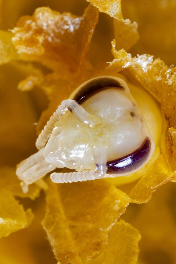 Pupa of honey bee (worker) stock photo. Image of insect - 277991932