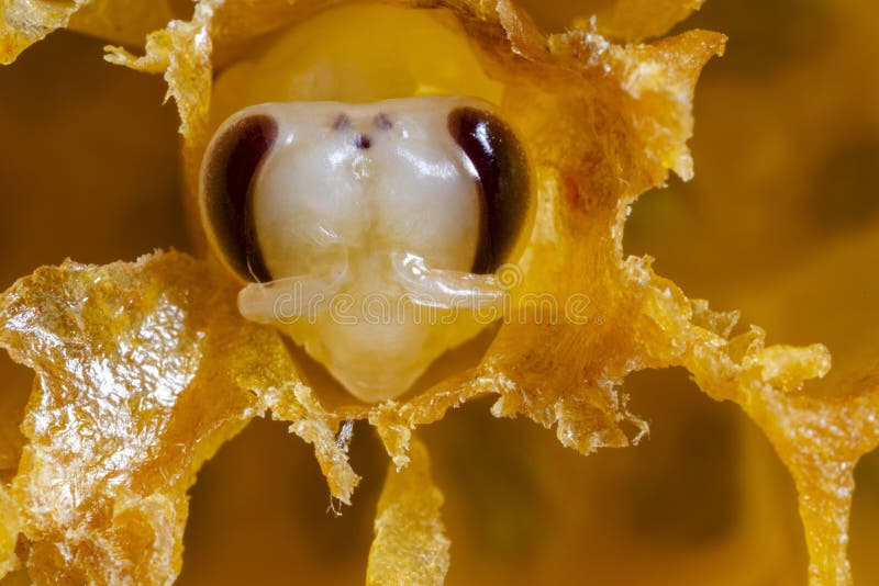 Pupa of honey bee (worker) stock image. Image of animal - 277991787